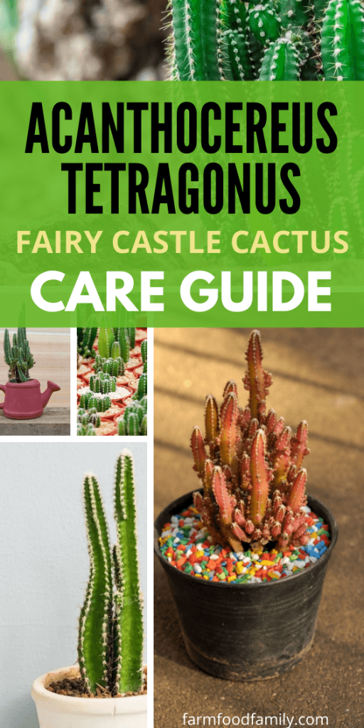 Acanthocereus Tetragonus 'Fairy Castle Cactus': Wiki, Growing, Care ...