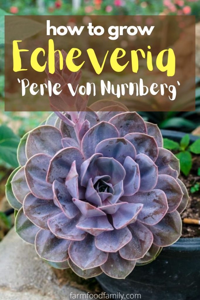 Echeveria ‘Perle von Nurnberg’: Facts, Growing, Care, Problems – FarmFoodFamily