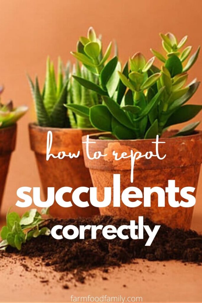 Repotting Succulents: When and How To Repot Succulents?