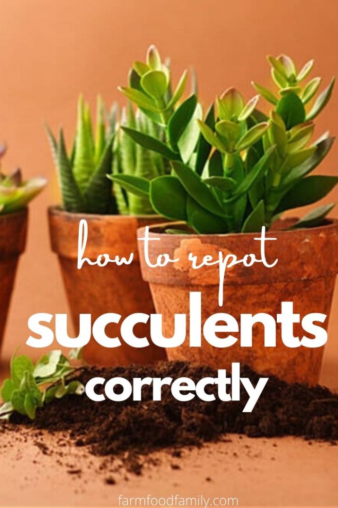 Repotting Succulents: When and How To Repot Succulents?