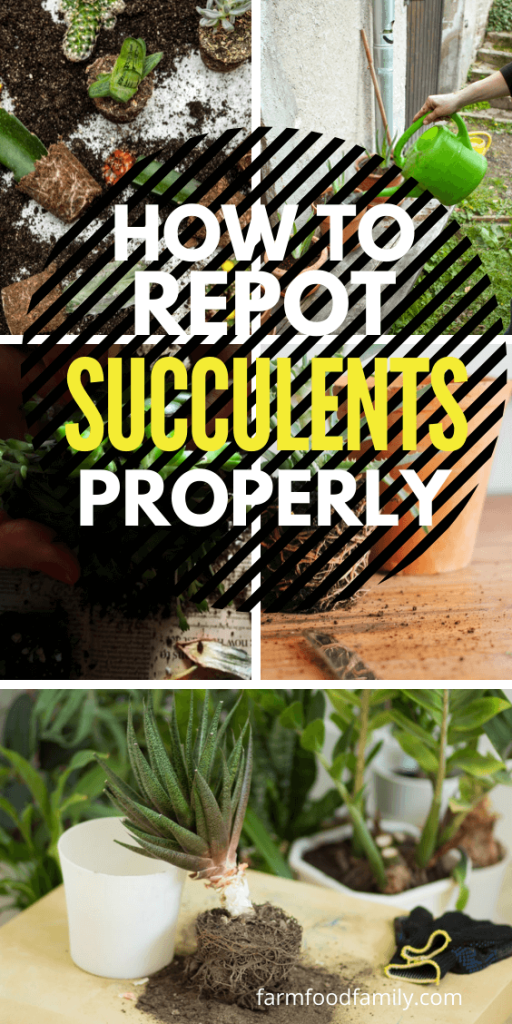 Repotting Succulents: When and How To Repot Succulents?