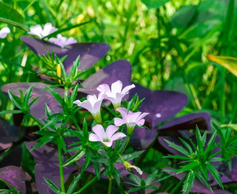 Oxalis Triangularis Plant: How To Grow and Care for Purple Shamrock Plants