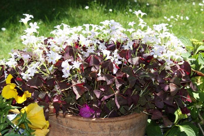 Oxalis Triangularis Plant: How To Grow and Care for Purple Shamrock Plants