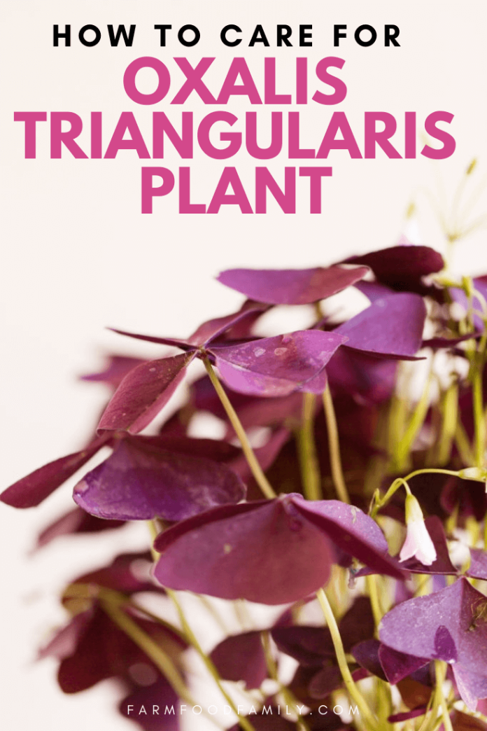 Oxalis Triangularis Plant: How To Grow and Care for Purple Shamrock Plants