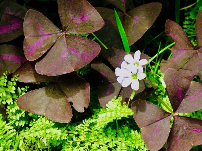 Oxalis Triangularis Plant: How To Grow and Care for Purple Shamrock Plants