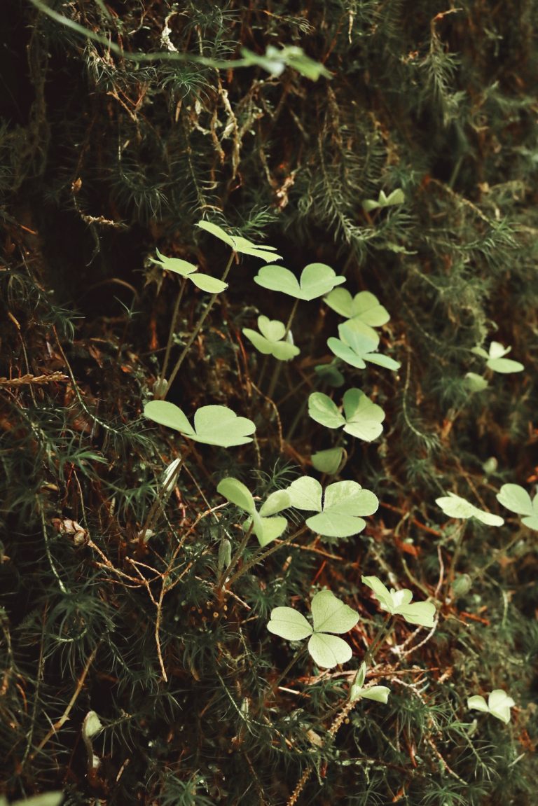 10 Reasons a Clover Lawn Is Better Than Grass Lawn