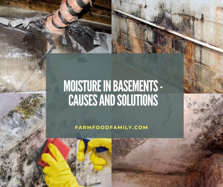 Moisture in Basements: Causes and Solutions - FarmFoodFamily
