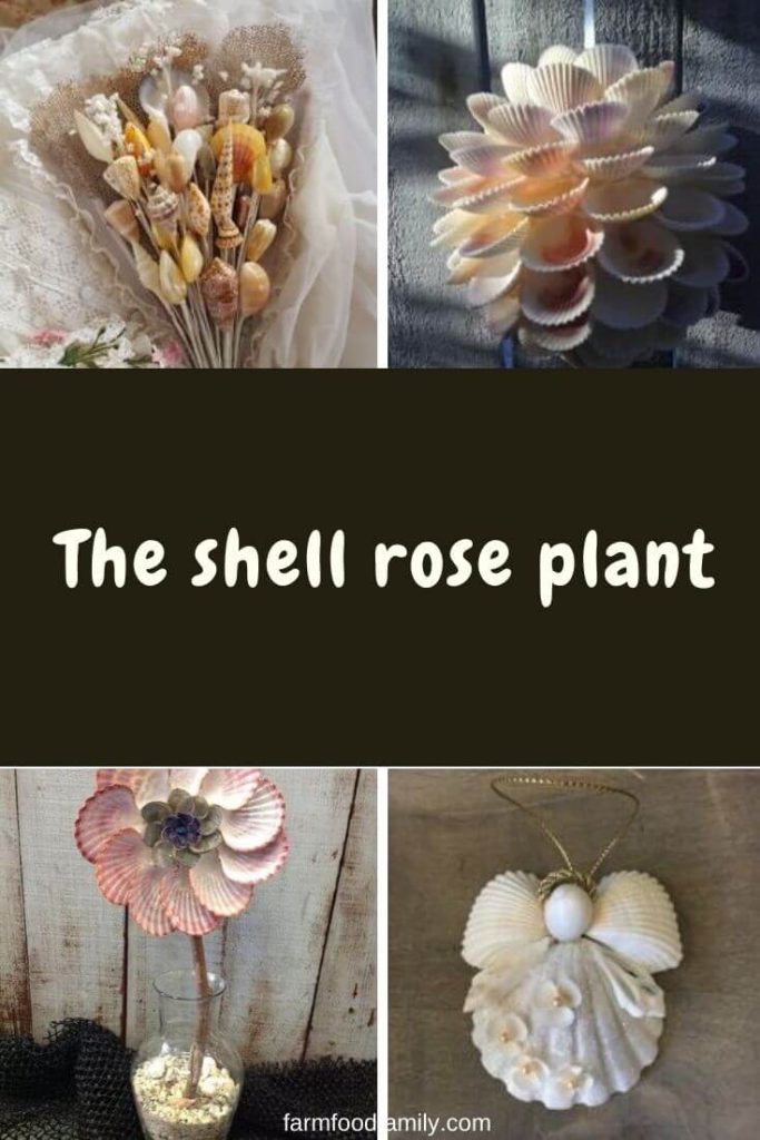 20+ Amazing DIY Shell Ideas and Designs For 2024