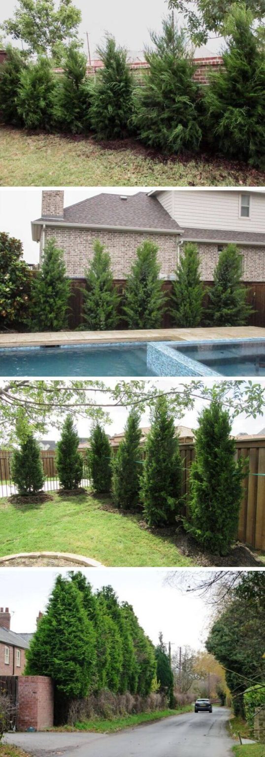 20+ Best Plants To Grow For Backyard Privacy - FarmFoodFamily