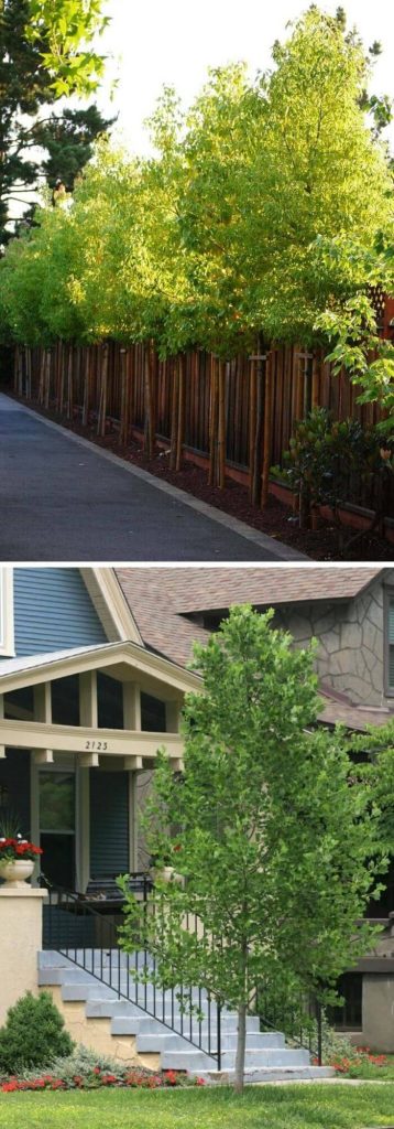 20+ Best Plants To Grow For Backyard Privacy - FarmFoodFamily