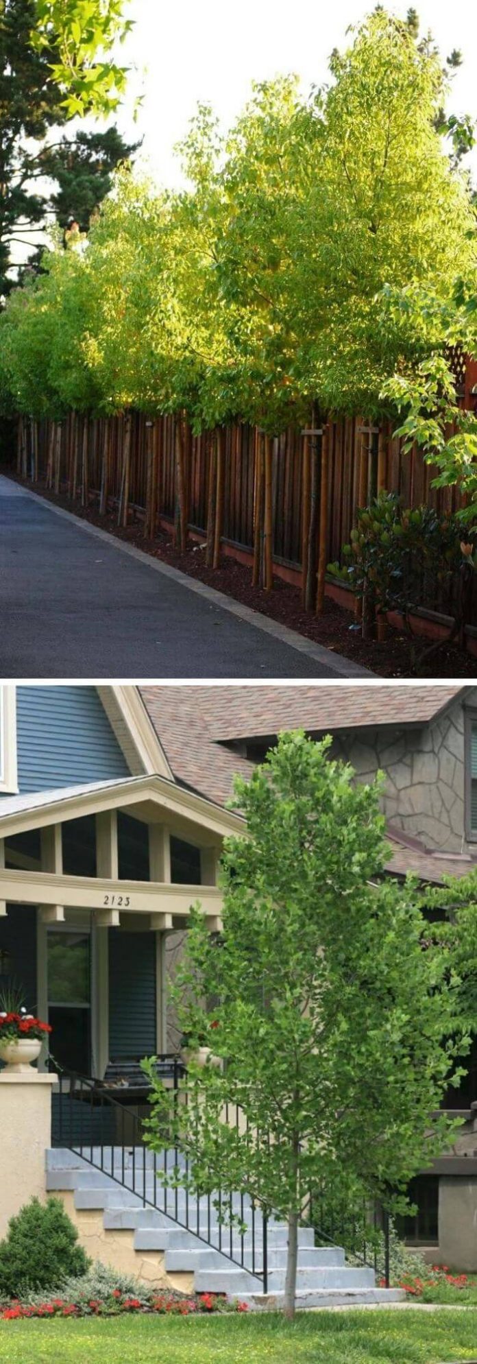 20+ Best Plants To Grow For Backyard Privacy - FarmFoodFamily