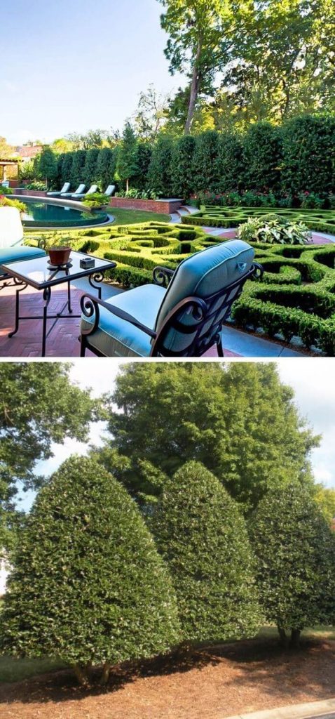 20+ Best Plants To Grow For Backyard Privacy - FarmFoodFamily