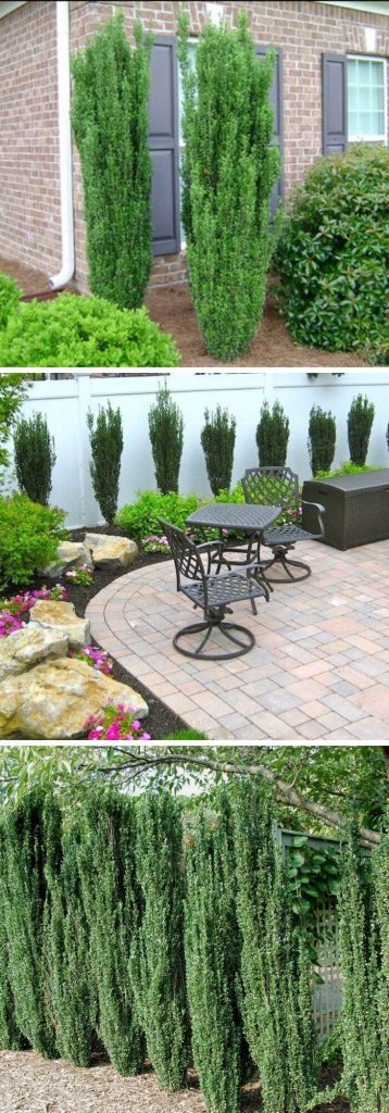 20+ Best Plants To Grow For Backyard Privacy - FarmFoodFamily