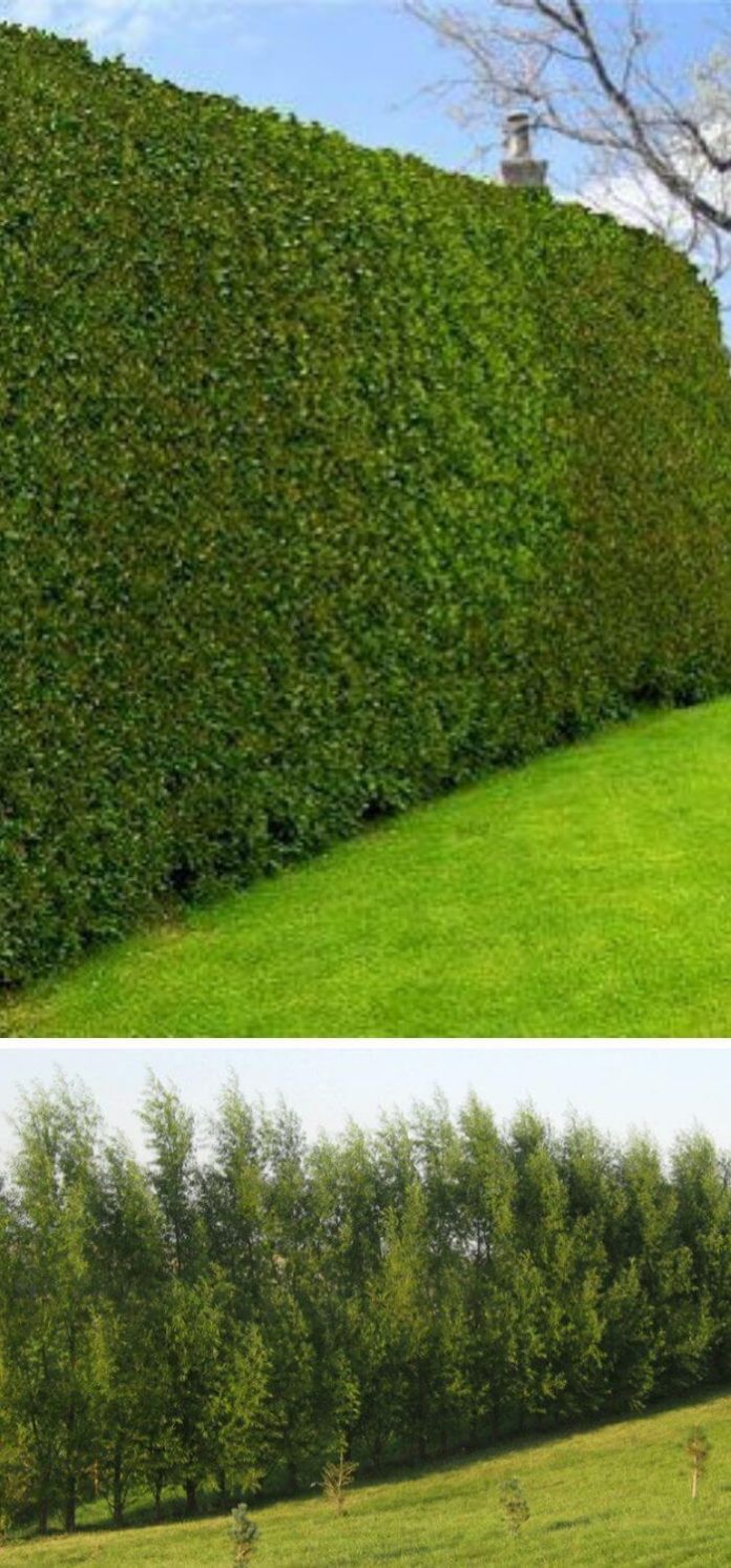 20+ Best Plants To Grow For Backyard Privacy - FarmFoodFamily
