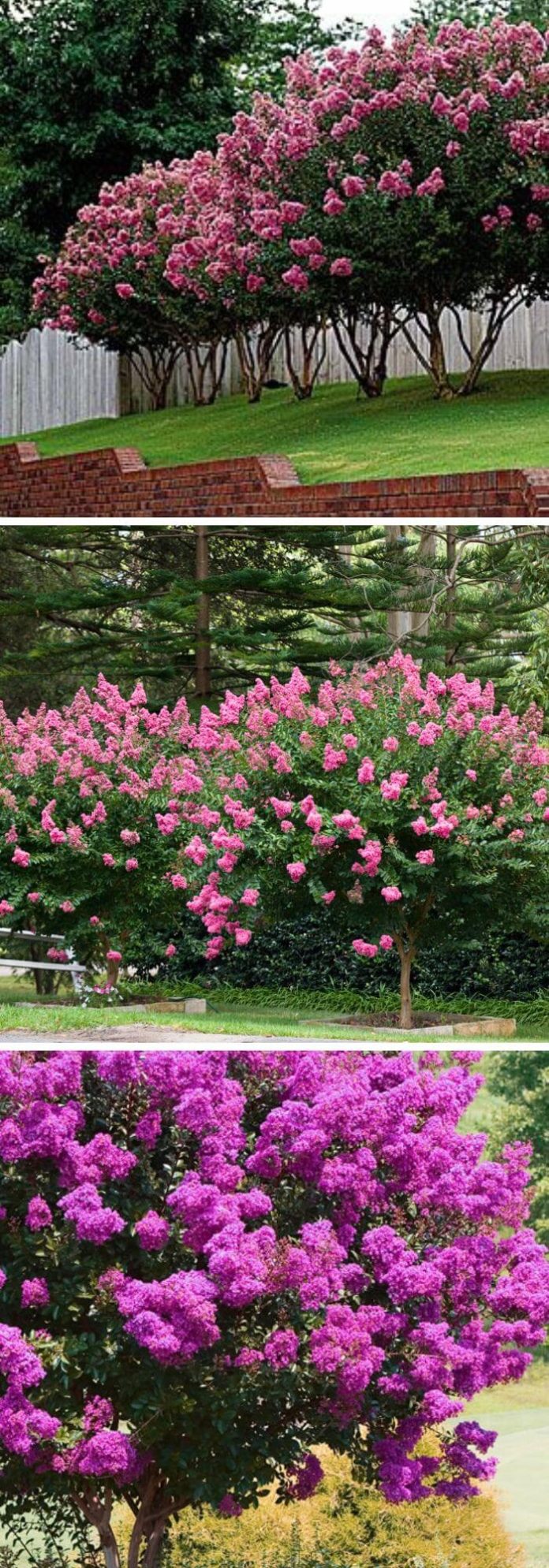 20+ Best Plants To Grow For Backyard Privacy - FarmFoodFamily