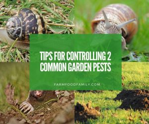 Tips for Controlling 2 Common Garden Pests