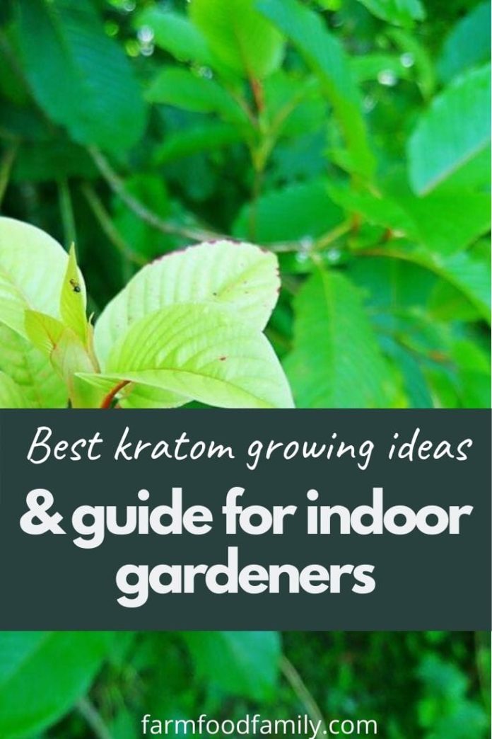 Best Kratom Growing Ideas & Guide for Indoor Gardeners