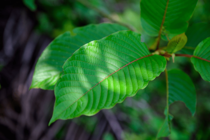 Best Kratom Growing Ideas & Guide for Indoor Gardeners
