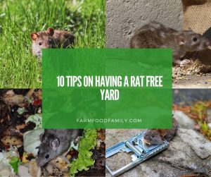 How To Get Rid Of Rats in Garden: 10 Tips on Having a Rat Free Yard