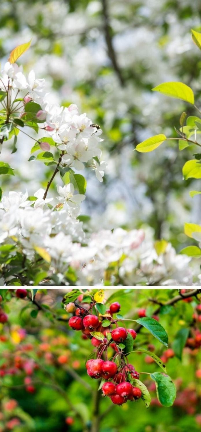 Crabapples: A Detailed Guide (Identification, Types, Fruits, Care)