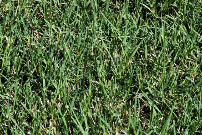 21 Types Of Bermuda Grass For Lawn, Hay - Is Bermuda a Good Grass?