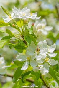 Crabapples: A Detailed Guide (Identification, Types, Fruits, Care)