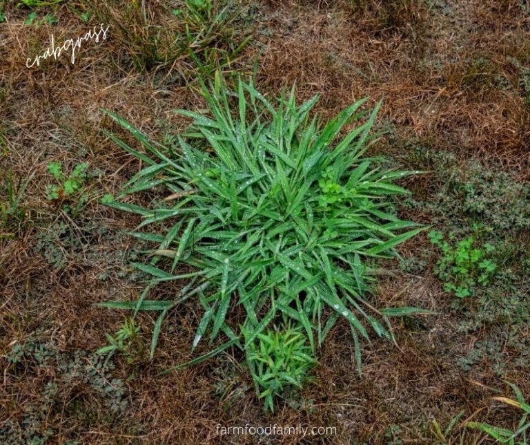 43 Different Types Of Lawn Grass For Your Yard (Names & Pictures)