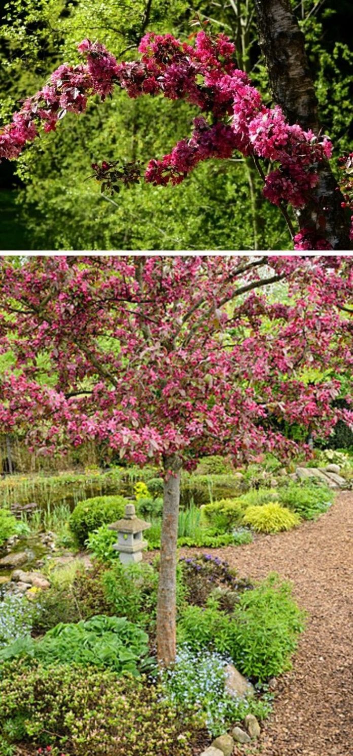 Crabapples: A Detailed Guide (Identification, Types, Fruits, Care)