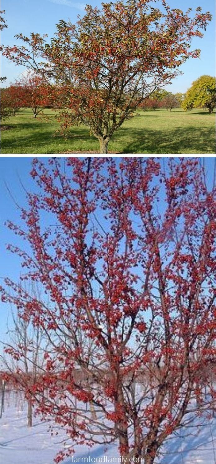Crabapples: A Detailed Guide (Identification, Types, Fruits, Care)