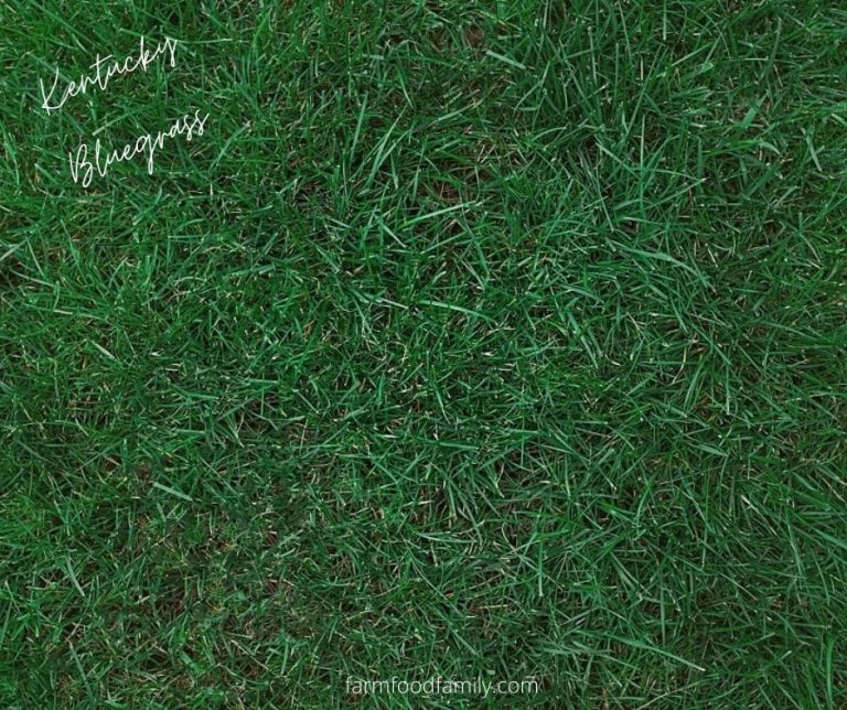 43 Different Types Of Lawn Grass For Your Yard (Names & Pictures)