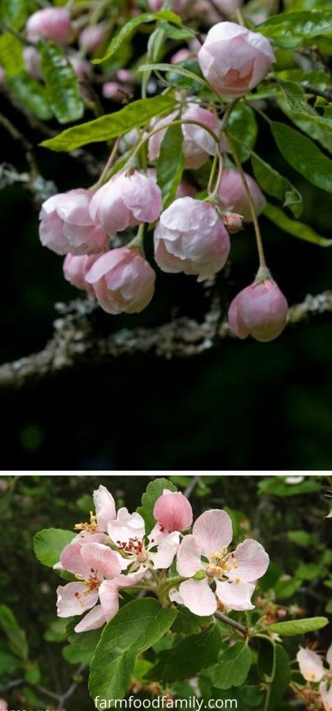 Crabapples: A Detailed Guide (Identification, Types, Fruits, Care)