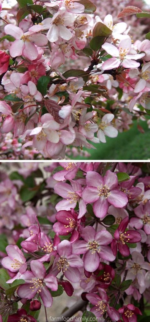Crabapples: A Detailed Guide (Identification, Types, Fruits, Care)
