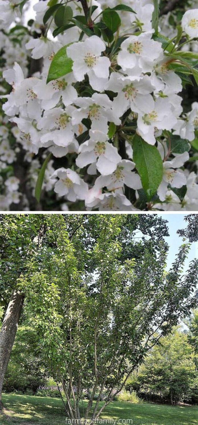 Crabapples: A Detailed Guide (Identification, Types, Fruits, Care)