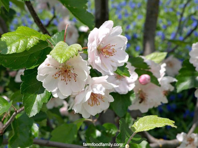 Crabapples: A Detailed Guide (Identification, Types, Fruits, Care)