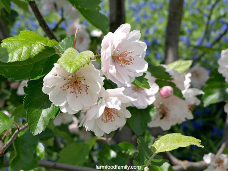 Crabapples: A Detailed Guide (Identification, Types, Fruits, Care)