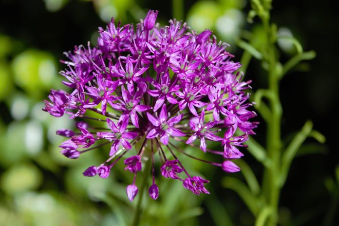 24 Best Plants That Repel Mice and Rats - Top Picks for 2024