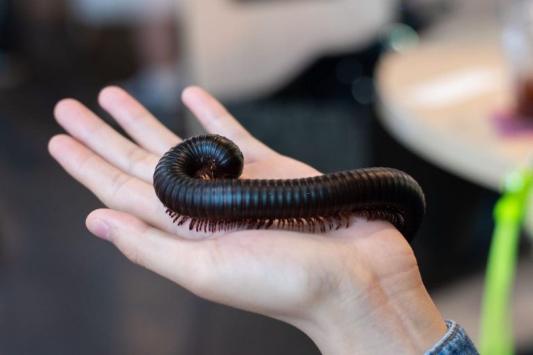 How To Get Rid Of Millipedes: 6 Natural Ways - Farm Food Family