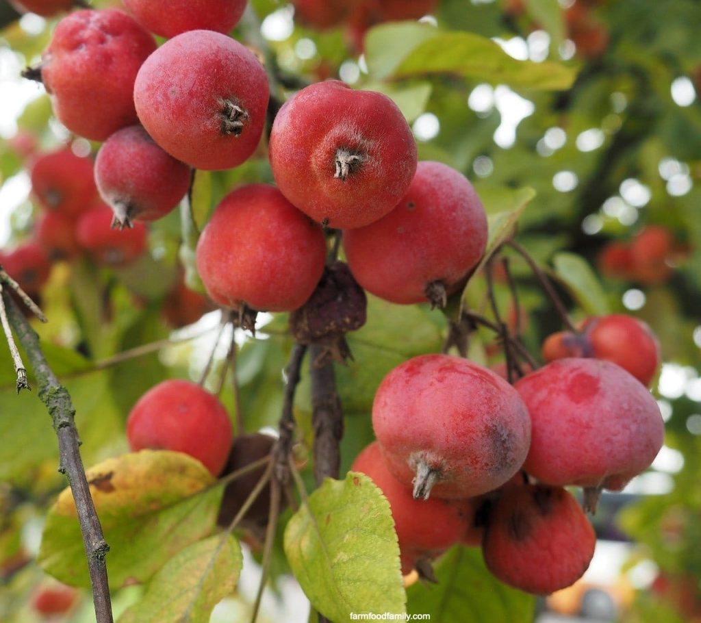 Crabapples: A Detailed Guide (Identification, Types, Fruits, Care)