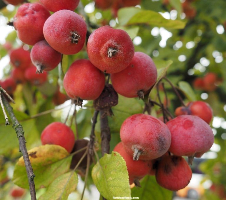 Crabapples: A Detailed Guide (Identification, Types, Fruits, Care)
