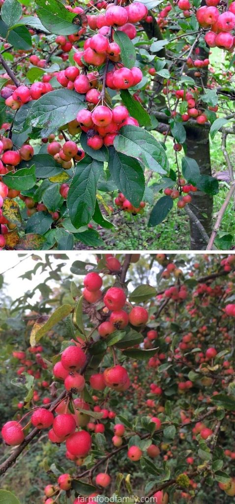 Crabapples: A Detailed Guide (Identification, Types, Fruits, Care)