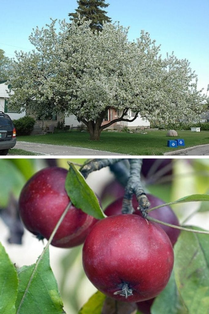 Crabapples: A Detailed Guide (Identification, Types, Fruits, Care)