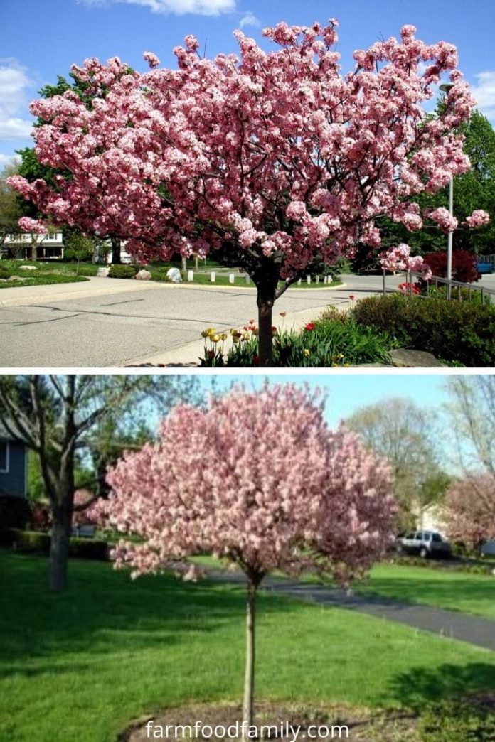 Crabapples: A Detailed Guide (Identification, Types, Fruits, Care)