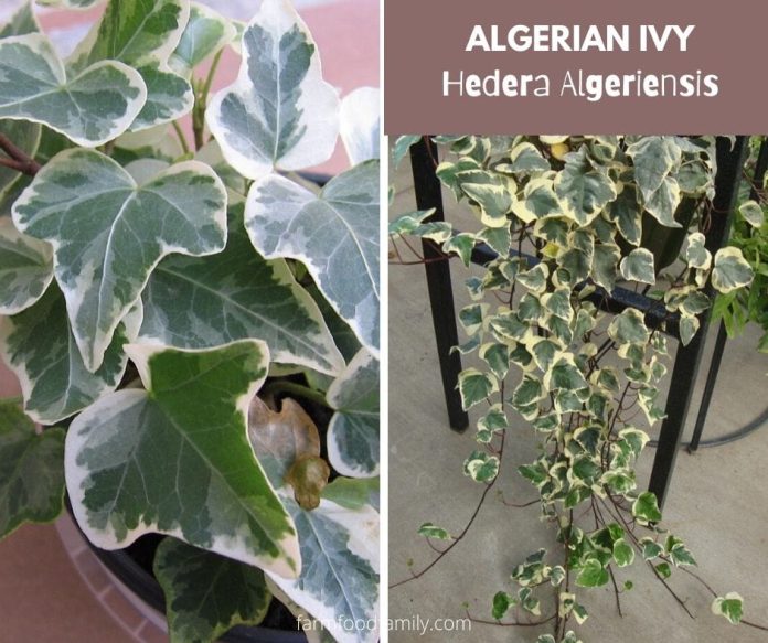 24+ Types Of Ivy Plants, Hedera 🍀 (Indoor, Outdoor, Ground Cover) With ...