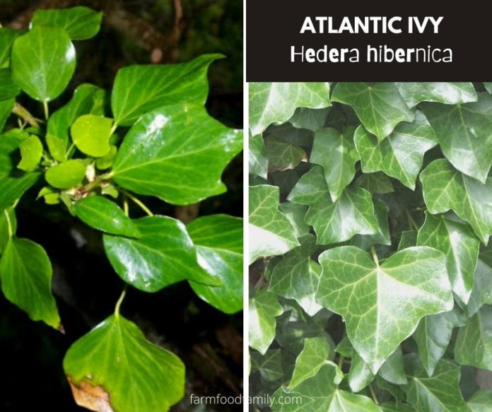 24+ Types Of Ivy Plants, Hedera 🍀 (Indoor, Outdoor, Ground Cover) With ...