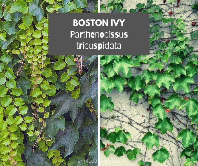 24+ Types Of Ivy Plants, Hedera 🍀 (Indoor, Outdoor, Ground Cover) With ...