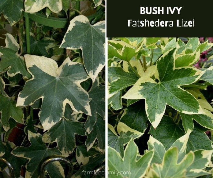 24+ Types Of Ivy Plants, Hedera 🍀 (Indoor, Outdoor, Ground Cover) With ...