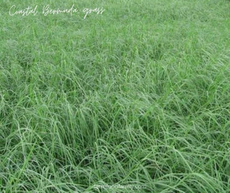 21 Types Of Bermuda Grass For Lawn, Hay - Is Bermuda a Good Grass?