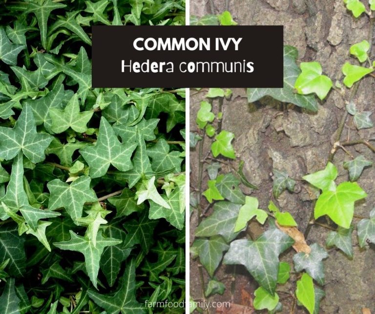24+ Types Of Ivy Plants, Hedera 🍀 (Indoor, Outdoor, Ground Cover) With ...