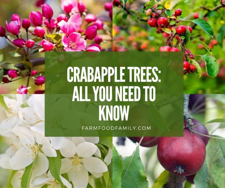 Crabapples: A Detailed Guide (Identification, Types, Fruits, Care)