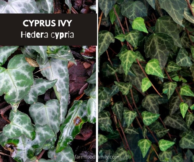 24+ Types Of Ivy Plants, Hedera 🍀 (Indoor, Outdoor, Ground Cover) With ...